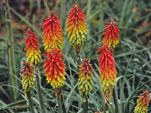 Kniphofia hirsuta ´Fire Dance´ | Školky Haupt