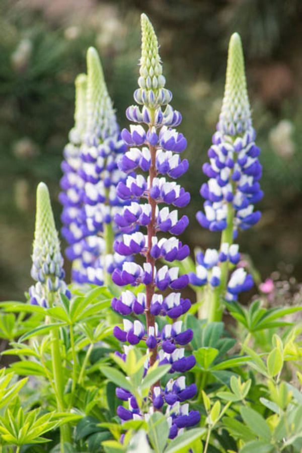 Lupinus ´Tower Grape´ | Školky Haupt